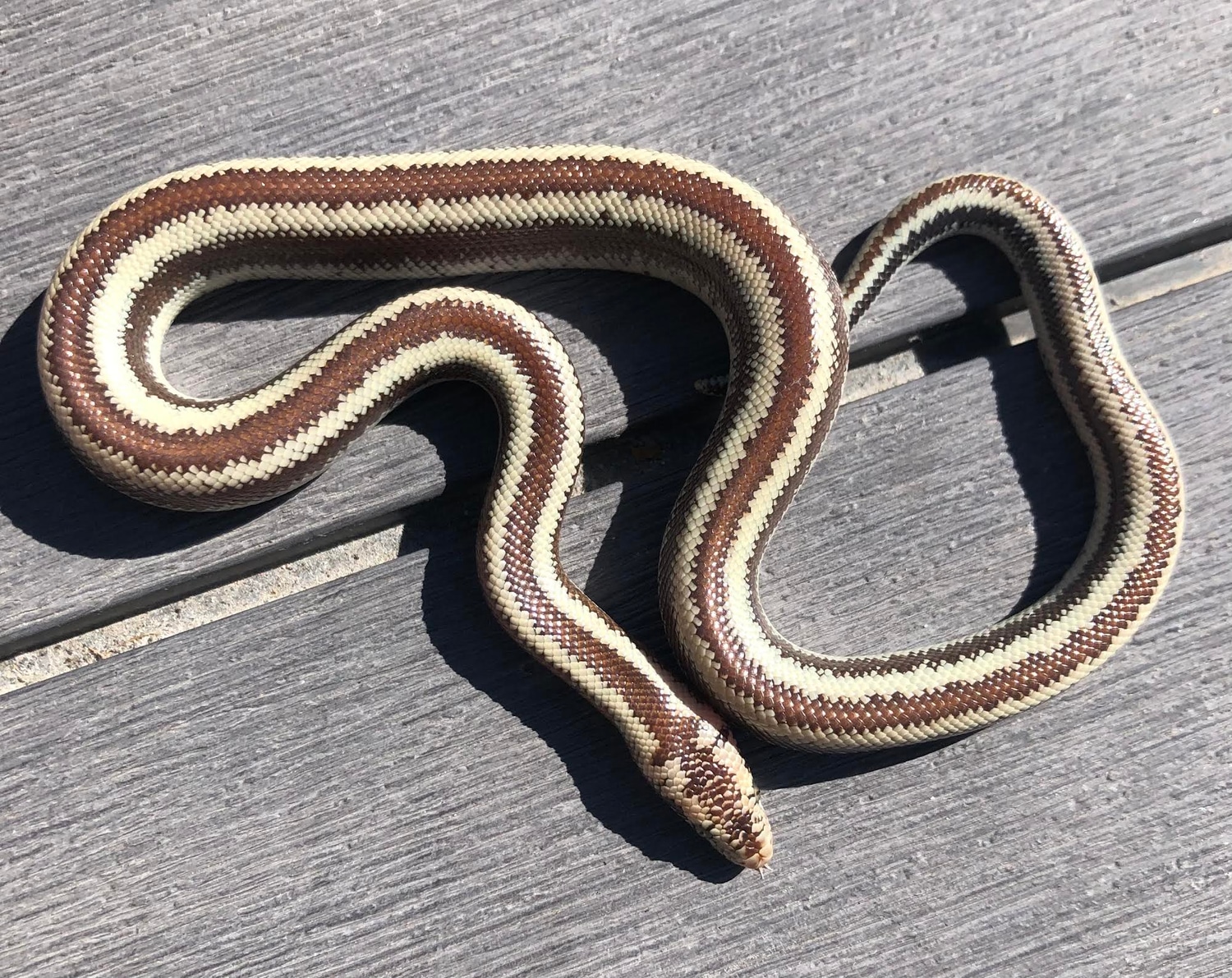 Dome Rock, AZ Rosy Boa by BajaBoas - MorphMarket