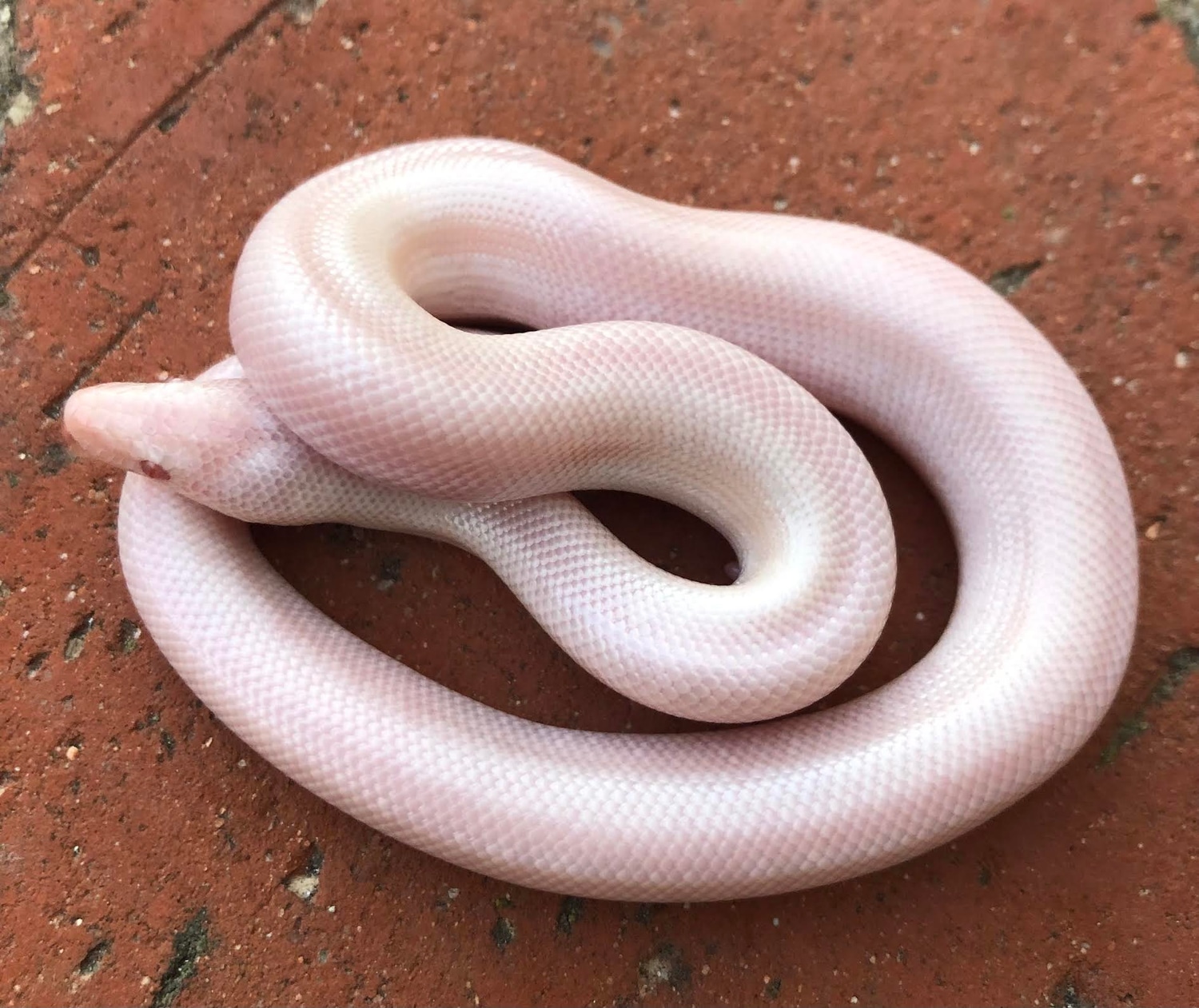 Limburg Snow Rosy Boa by BajaBoas - MorphMarket