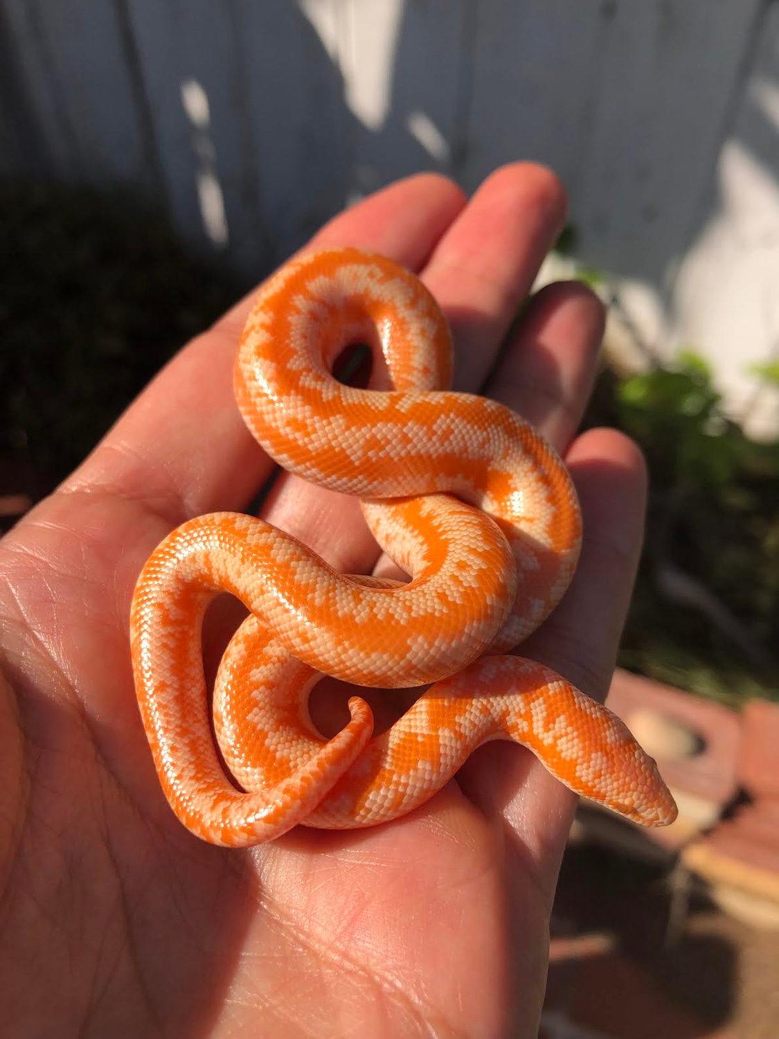 Limburg Albino Rosy Boa by BajaBoas - MorphMarket
