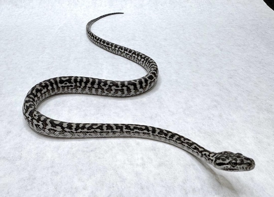 Axanthic Zebra Other Carpet Python by Shag Carpets