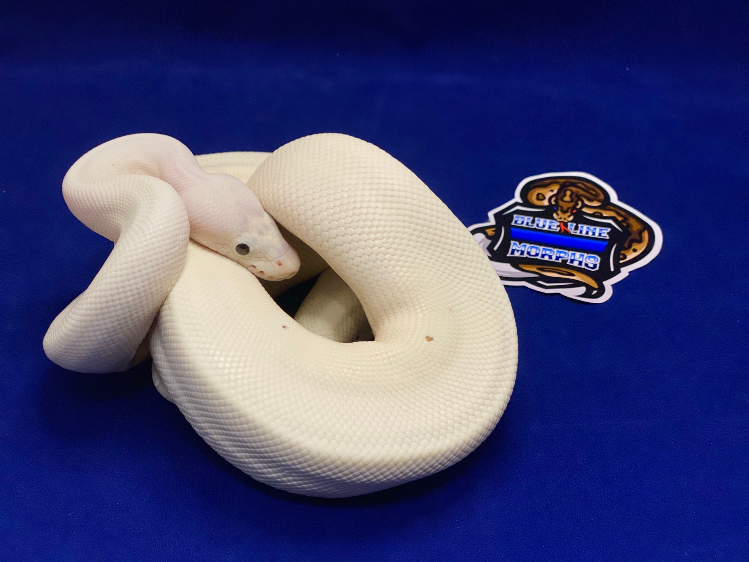 White Wedding / Spied Ball Python by Blue Line Morphs - MorphMarket