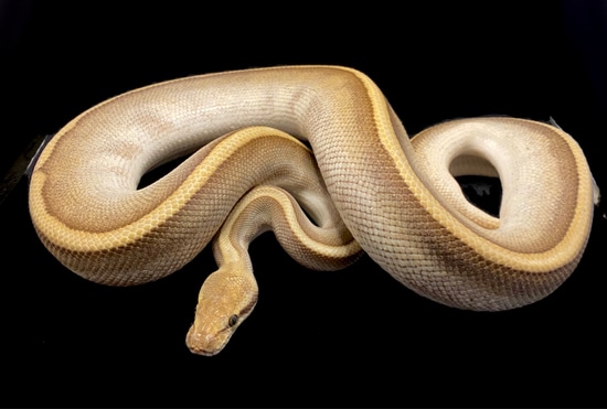 Pastel Butter G-Stripe Ball Python by Blue Line Morphs