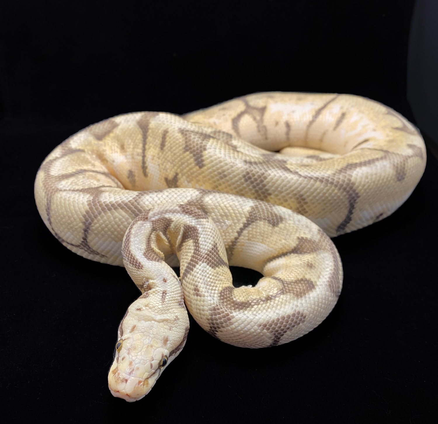 Killer Bee Ball Python by Blue Line Morphs - MorphMarket