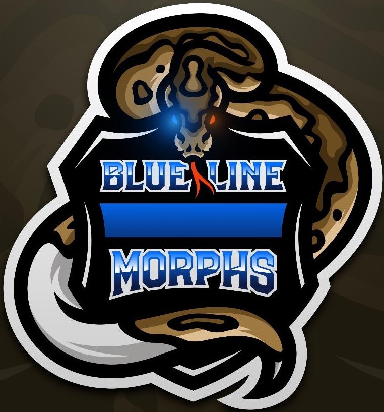 Ball Python Clutch: 2022-64 by Blue Line Morphs - MorphMarket