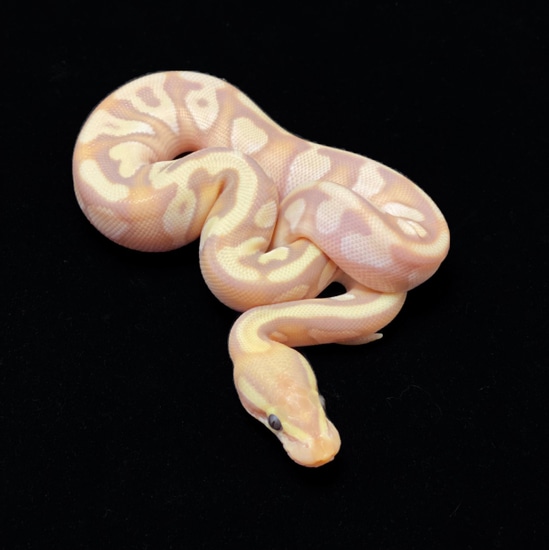 Pastel Coral Glow Enchi Mojave Trick Ball Python by Blue Line Morphs