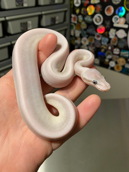 Pastel Mystic Potion Ball Python by Blue Line Morphs
