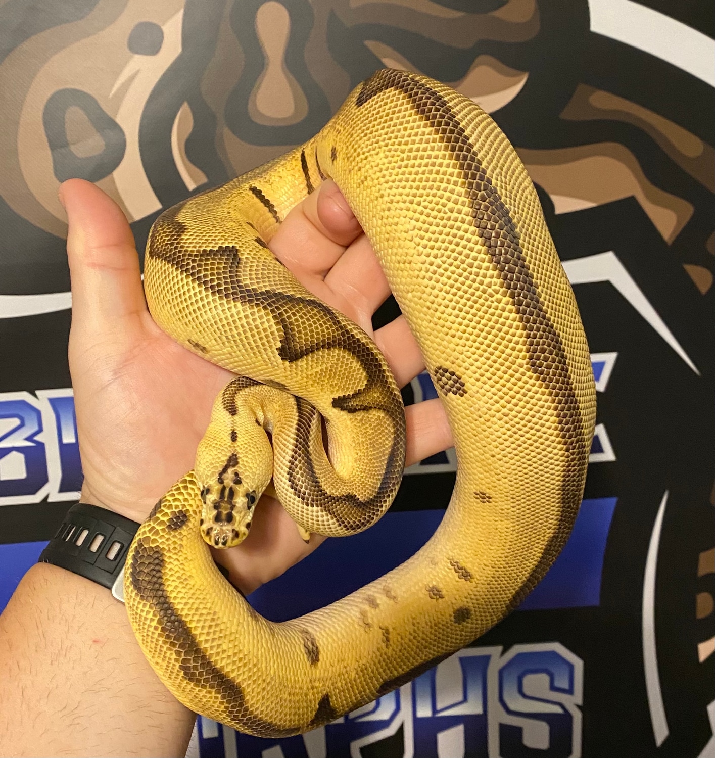PROVEN BREEDER!! Pastel Enchi Blade Leopard Clown Ball Python by Blue ...