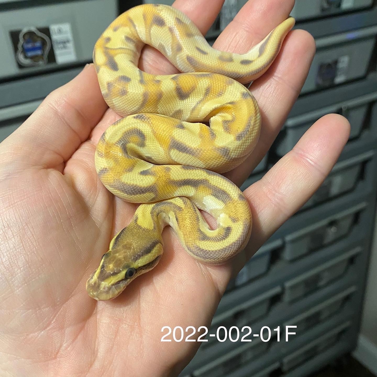 Orange Dream Fire Mojave Enchi Het Clown Ball Python by Blue Line ...