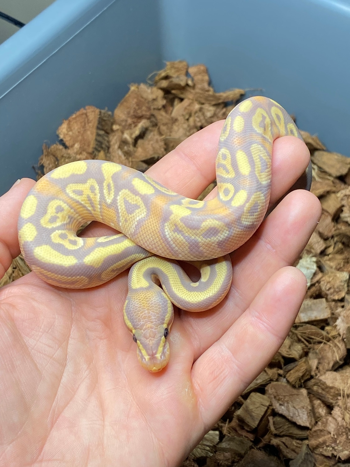 Coral Glow Pastel Mojave Ball Python by Blue Line Morphs - MorphMarket
