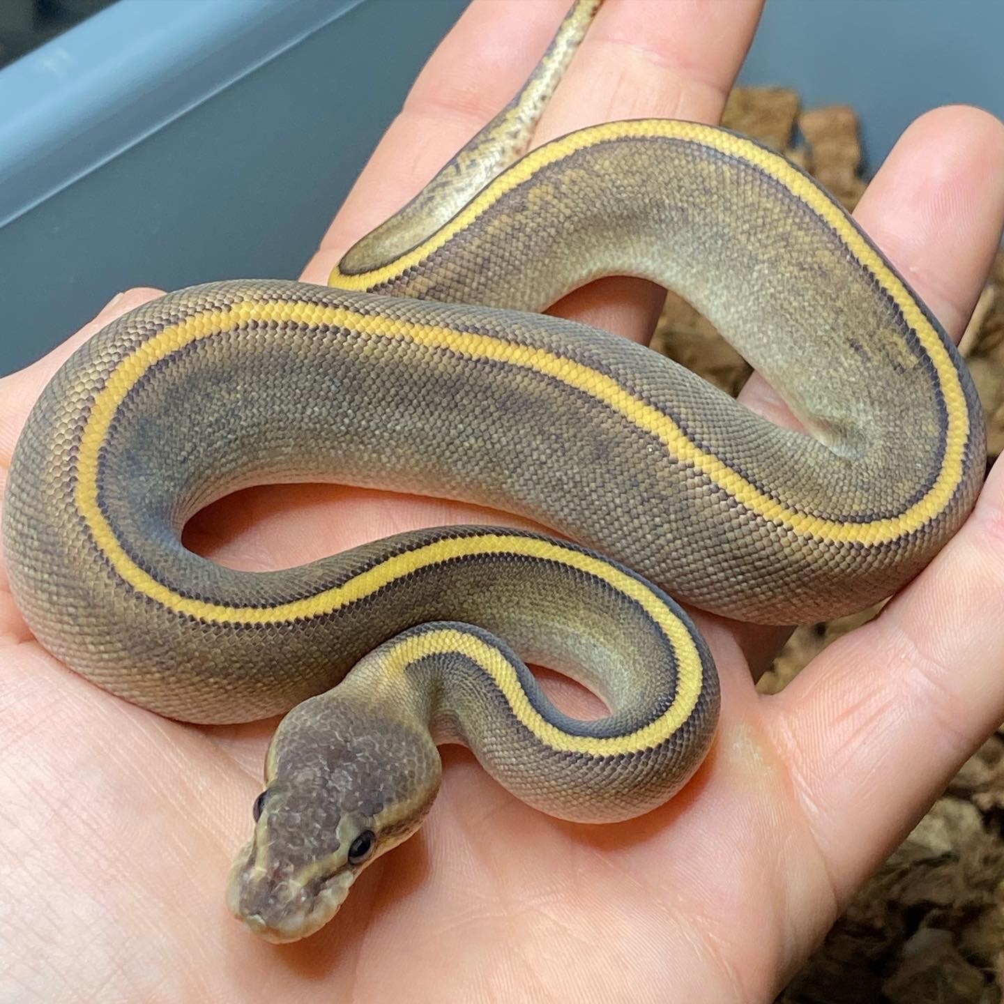 Black Pastel Pinstripe Mojave Ball Python by Blue Line Morphs - MorphMarket