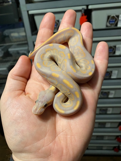 Coral Glow Black Pastel Ball Python by Blue Line Morphs