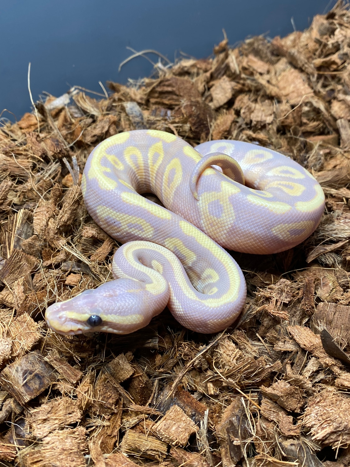 Coral Glow Mojave Or Mystic Ball Python by Blue Line Morphs - MorphMarket