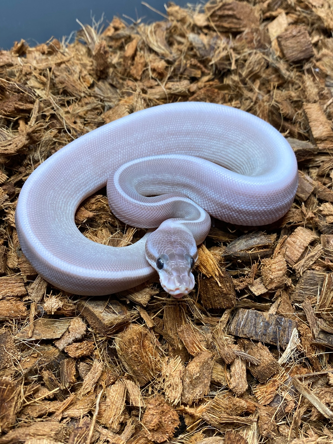 Pastel Black Pastel Mystic Potion Ball Python by Blue Line Morphs ...