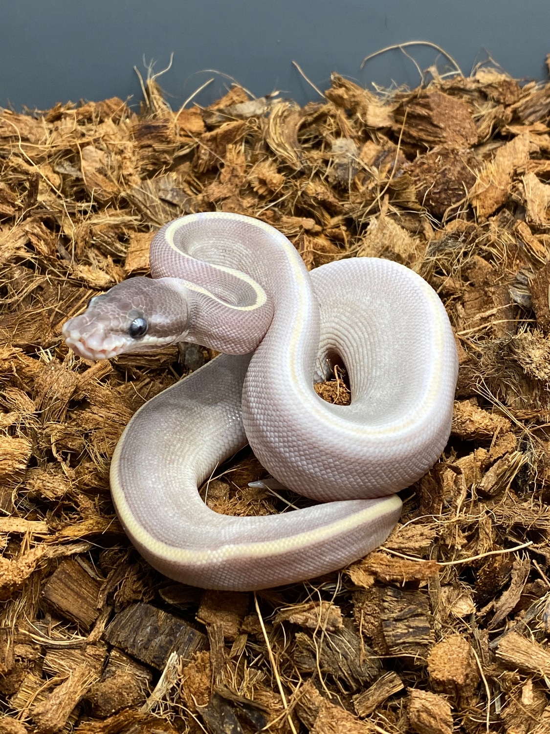 Pastel Black Pastel Mystic Potion Ball Python by Blue Line Morphs ...
