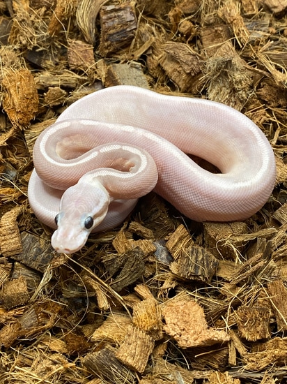 Pastel Black Pastel Mystic Or Mojave Ball Python by Blue Line Morphs