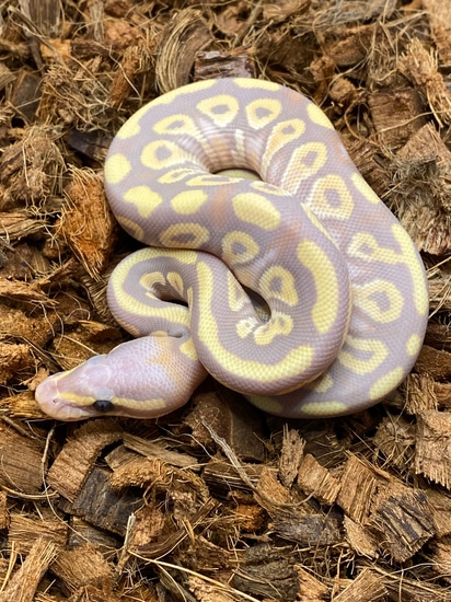 Coral Glow Mojave Ball Python by Blue Line Morphs