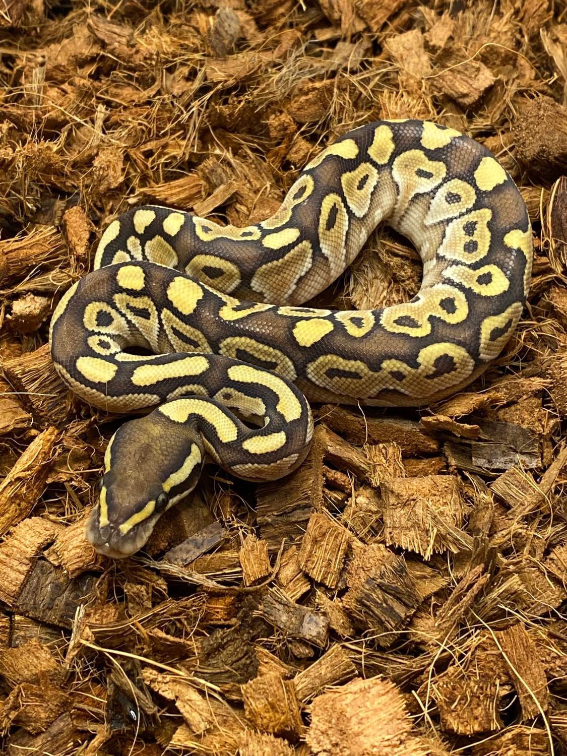 Butter Ball Python by Blue Line Morphs - MorphMarket