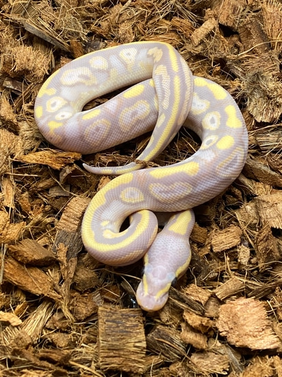 Coral Glow Calico Mojave Ball Python by Blue Line Morphs