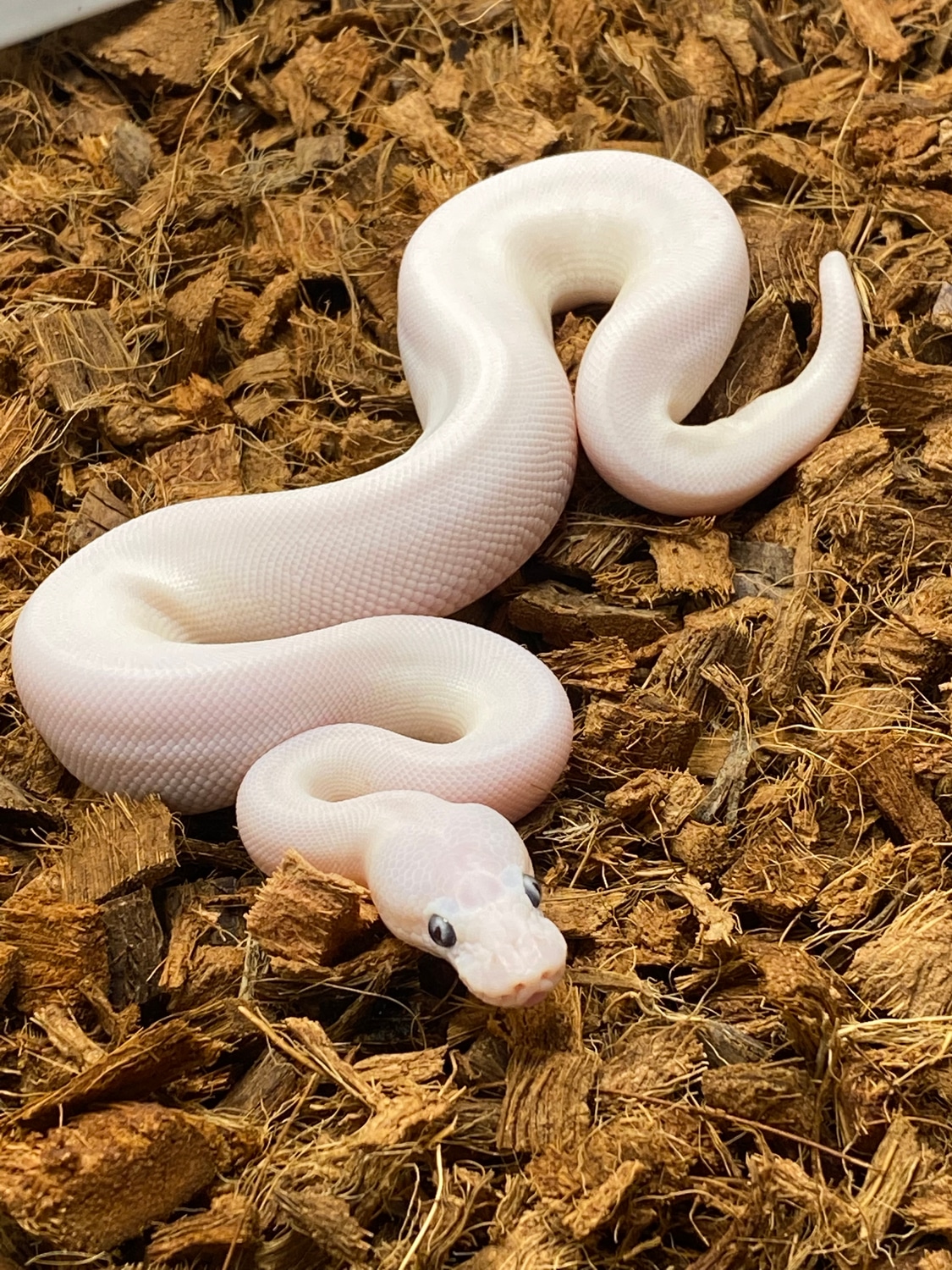 Blue Eyed Lucy Butter Mojave Ball Python by Blue Line Morphs - MorphMarket