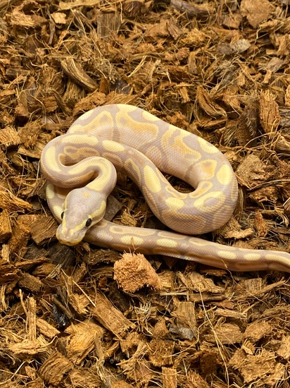 Pastel Coral Glow Ball Python by Blue Line Morphs