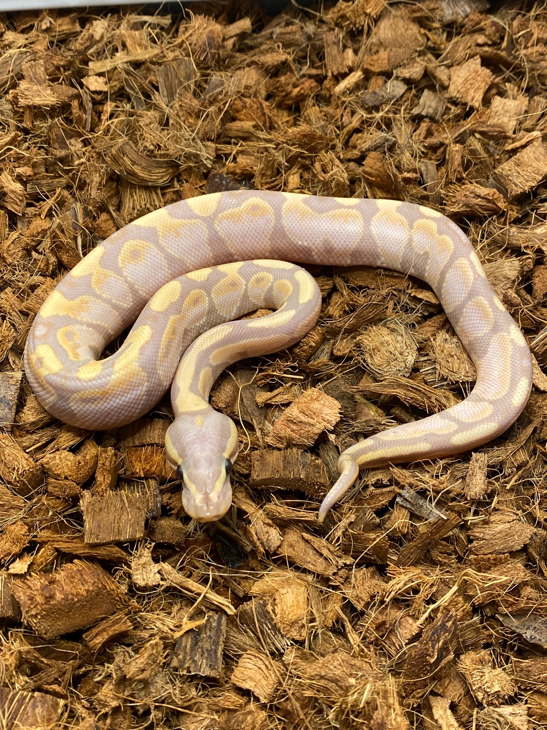 Coral Glow Ball Python by Blue Line Morphs - MorphMarket