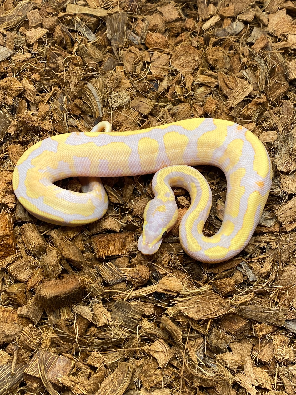 Banana Orange Dream Fire Het Pied Possible Yellow Belly Ball Python by ...