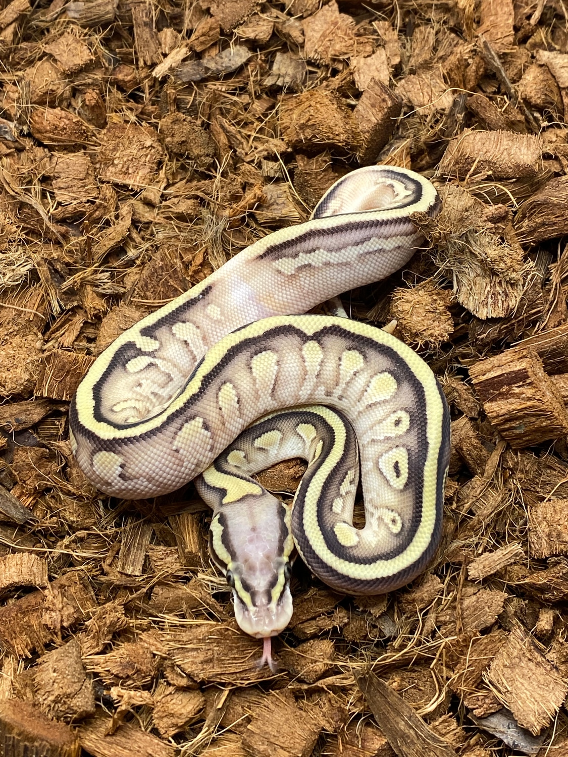Super Pastel Lesser Possible Leopard Het Clown Het Pied Ball Python by ...