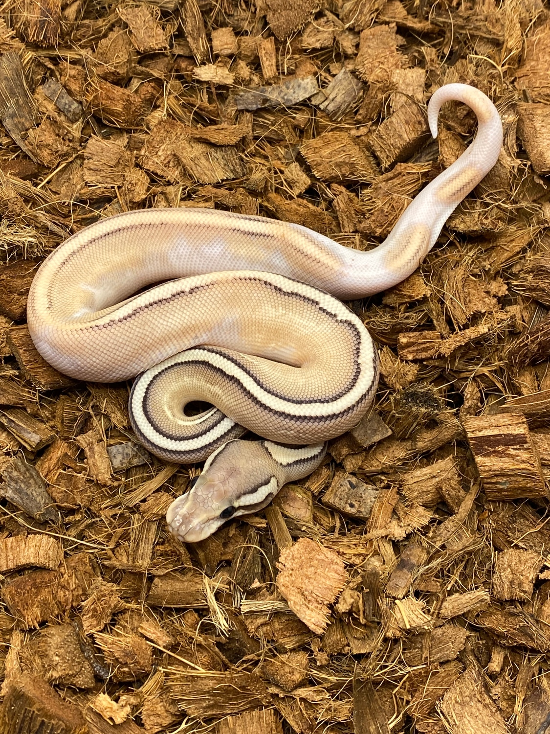 Pastel Lesser Orange Dream Leopard Cinnamon Het Pied Het Clown Ball ...