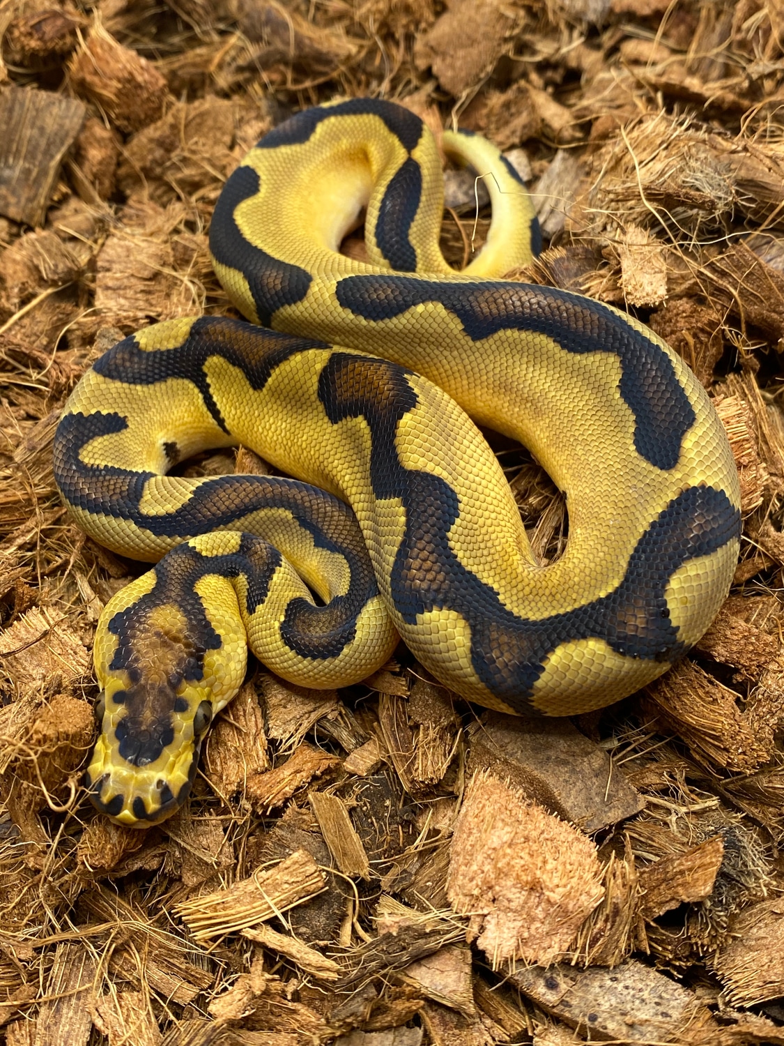 Fire Enchi Clown Ball Python by Blue Line Morphs - MorphMarket
