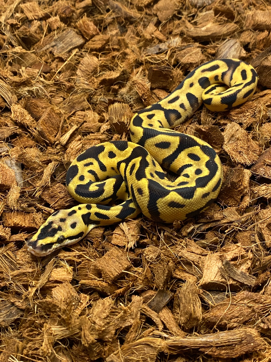 Pastel Enchi Leopard Het Clown Ball Python by Blue Line Morphs ...