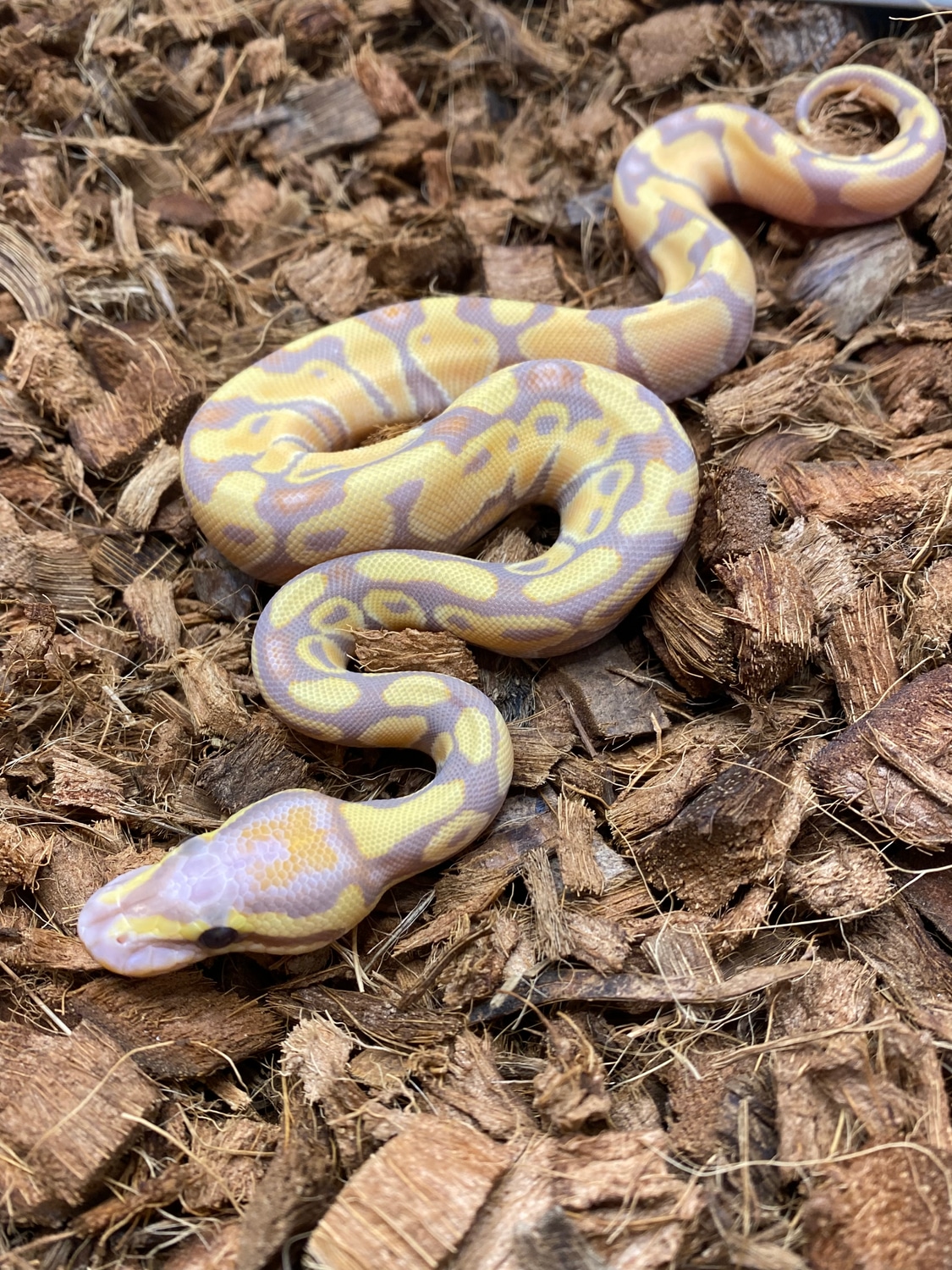 Banana Het Clown Ball Python by Blue Line Morphs - MorphMarket