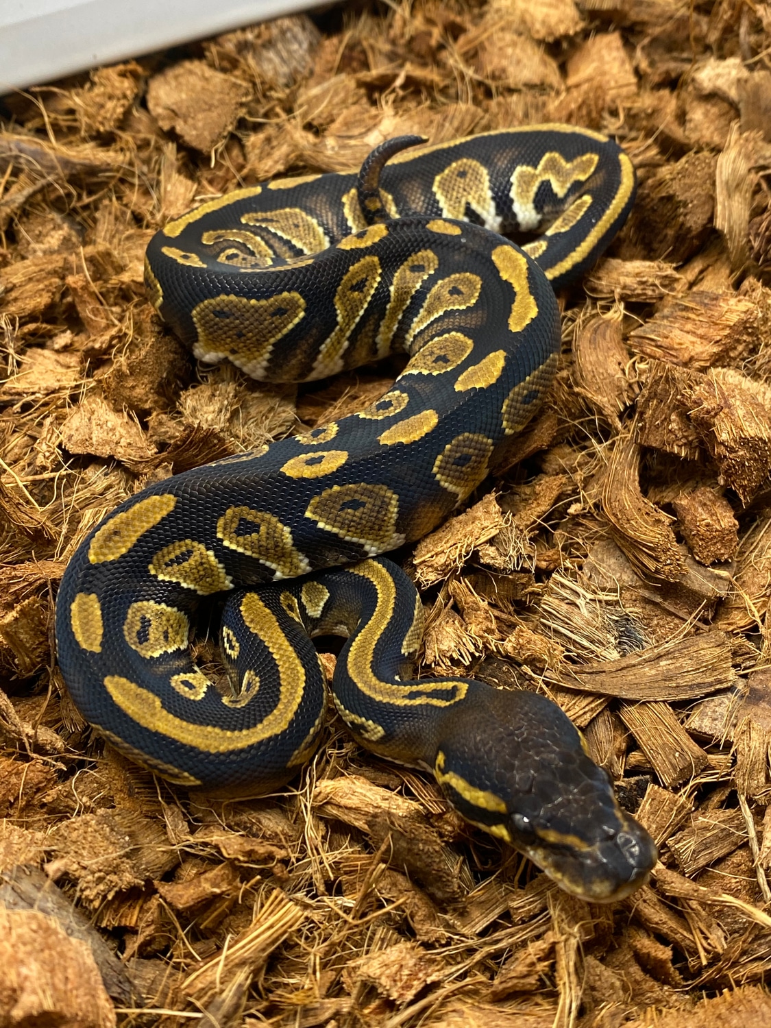 Blackhead Het Clown Het Pied Ball Python by Blue Line Morphs - MorphMarket