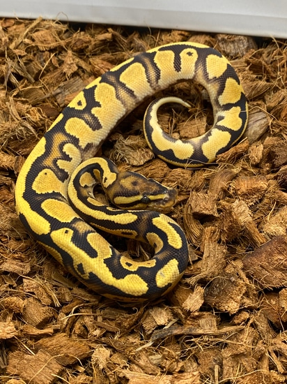 Enchi Orange Dream Het Clown Ball Python by Blue Line Morphs