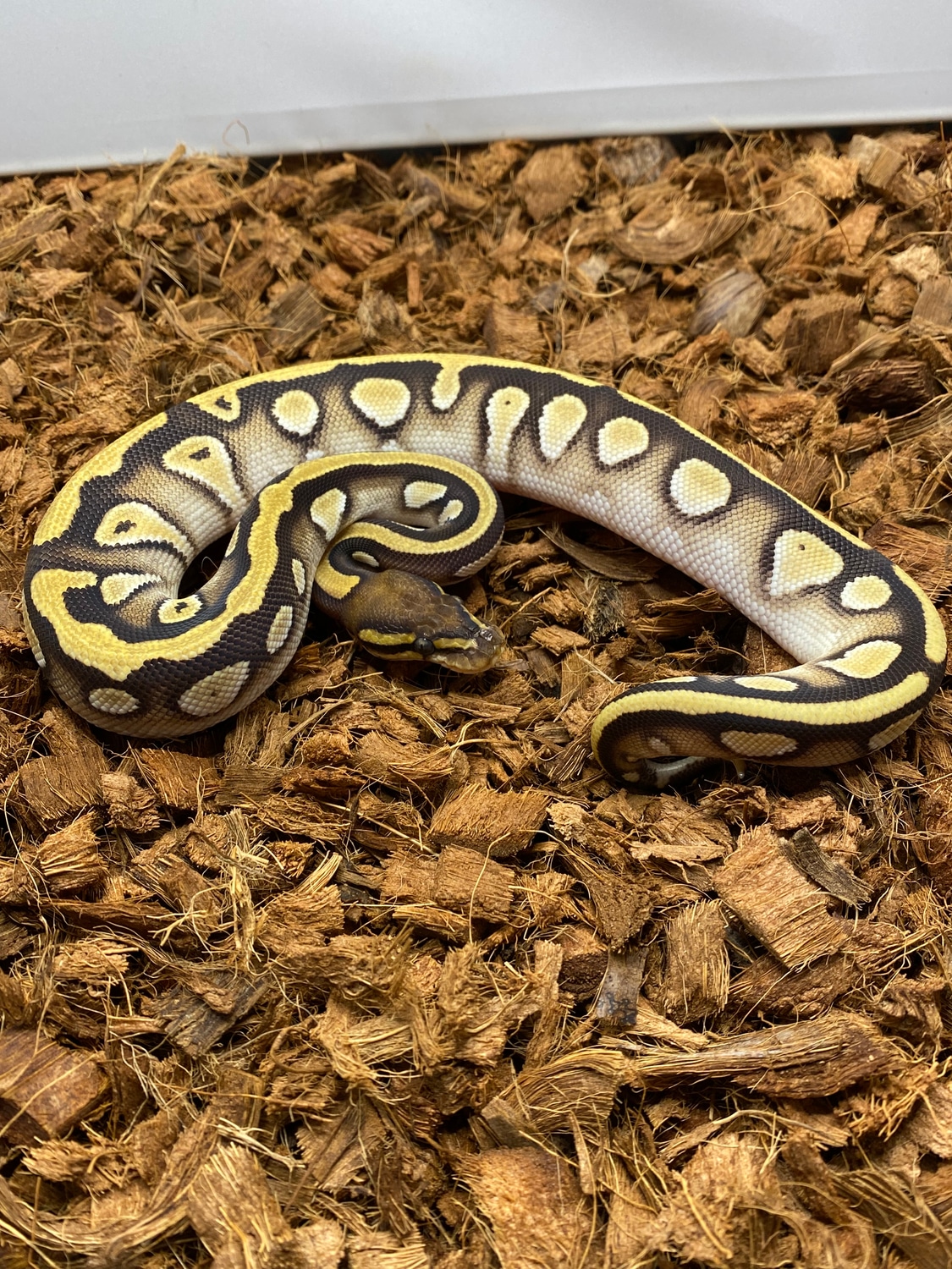 Pastave Het Clown Ball Python by Blue Line Morphs - MorphMarket