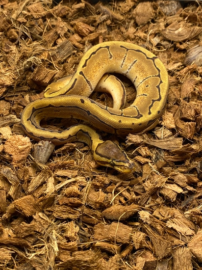 Pinstripe Het Ultramel Ball Python by Blue Line Morphs