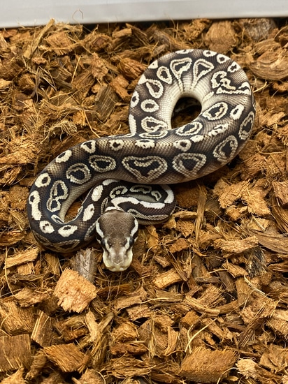 Pastel Black Pastel Mojave Het Ultramel Ball Python by Blue Line Morphs ...