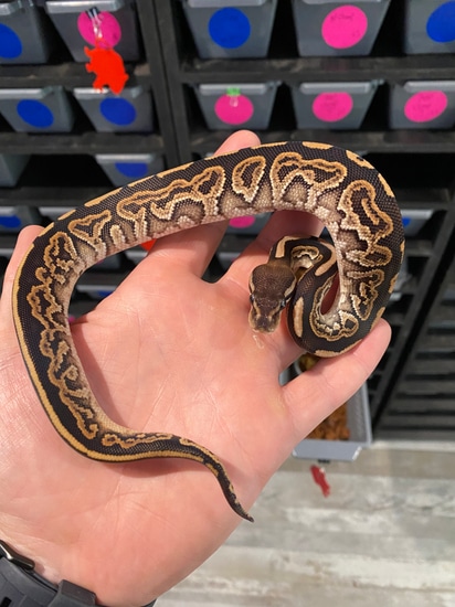 Black Pastel Russo Possible Trick Ball Python by Blue Line Morphs