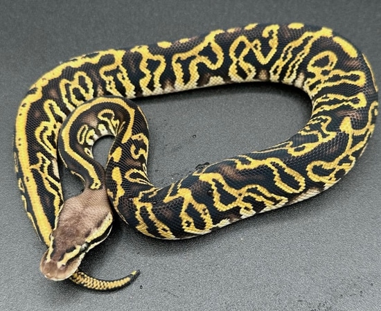 Cypress Leopard Pastel Het Clown Ball Python by Blue Line Morphs