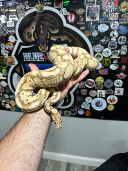 Yellow Belly Banana Het Puzzle Ball Python by Blue Line Morphs