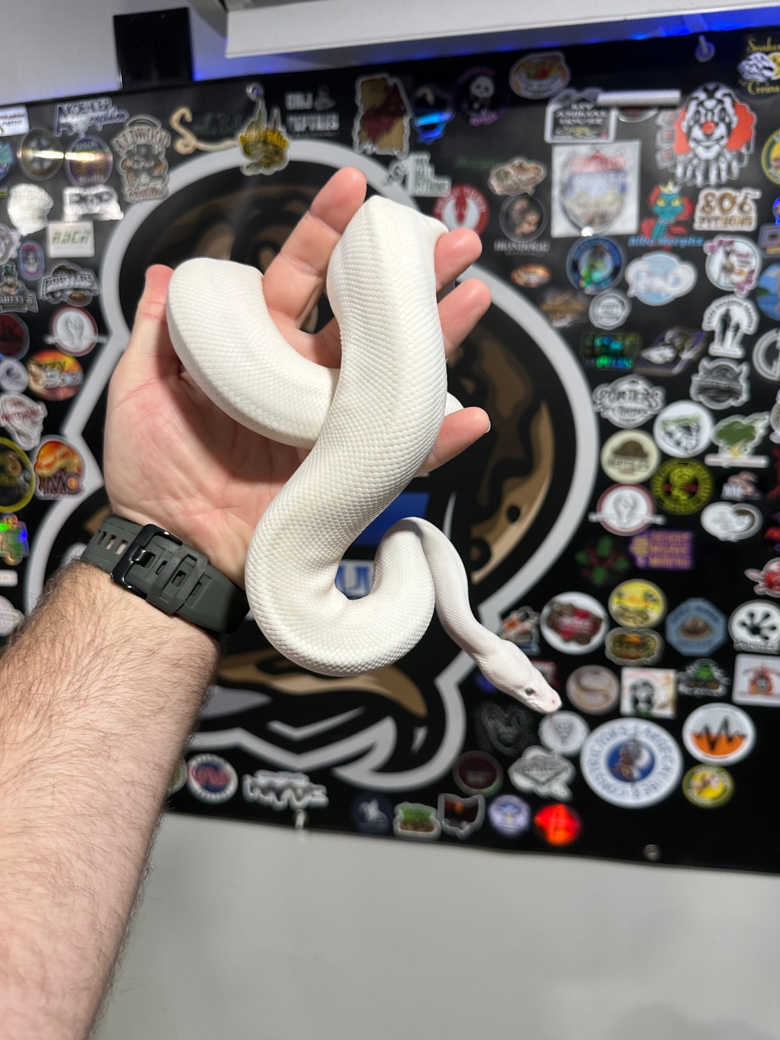 BEL Super Lesser Ball Python by Blue Line Morphs - MorphMarket