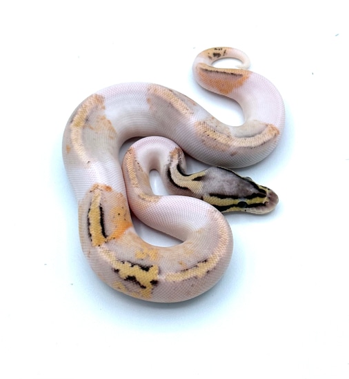 Orange Dream Killer Pied Het Clown Ball Python by Blue Line Morphs