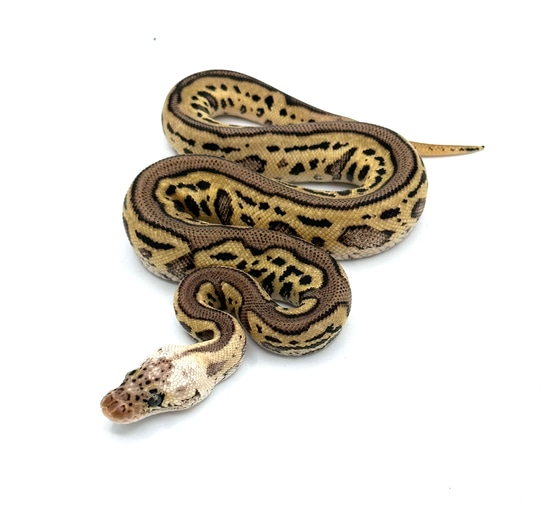 Batman Pastel Poss Stranger? Ball Python by Blue Line Morphs