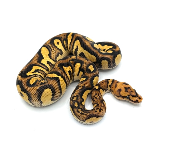 RTB!! HiOD YB Fire Stranger Clown Ball Python by Blue Line Morphs