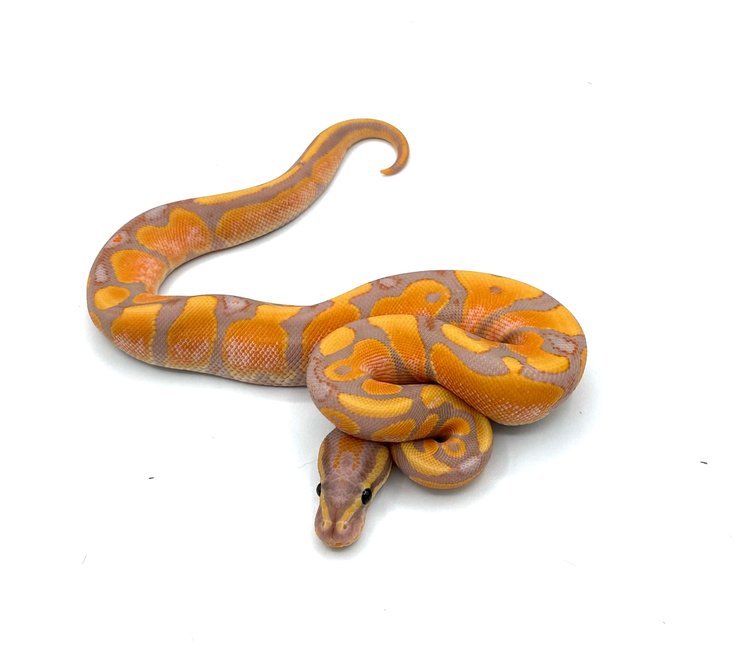 Banana Orange Dream Yellow Belly Fire Possible Leopard Het Pied Ball ...