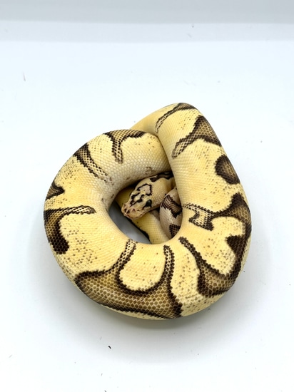 FireFly Enchi Clown Ball Python by Blue Line Morphs