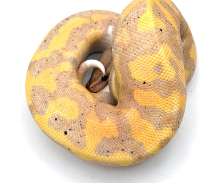 Banana Yellow Belly Pastel Leopard Het Pied Ball Python by Blue Line ...