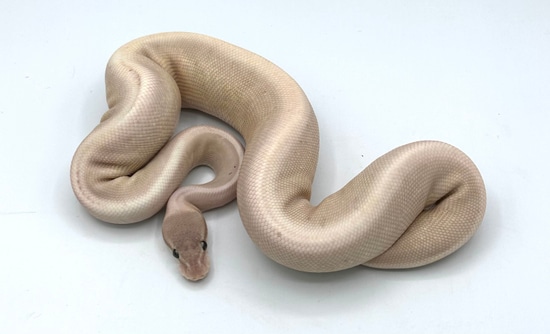Pastel Coral Glow Mystic Potion Ball Python by Blue Line Morphs