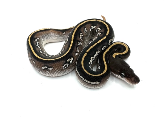 Blackhead Mojave DH Clown Pied Ball Python by Blue Line Morphs