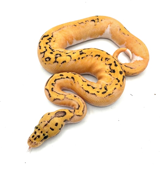 Orange Dream Yellow Belly Leopard Pastel Clown Pied Ball Python by Blue ...