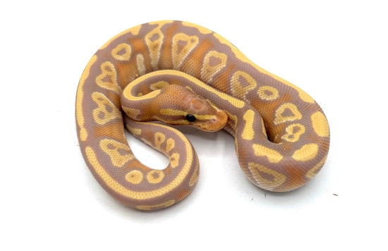 Coral Glow Orange Dream Mojave Ball Python by Blue Line Morphs